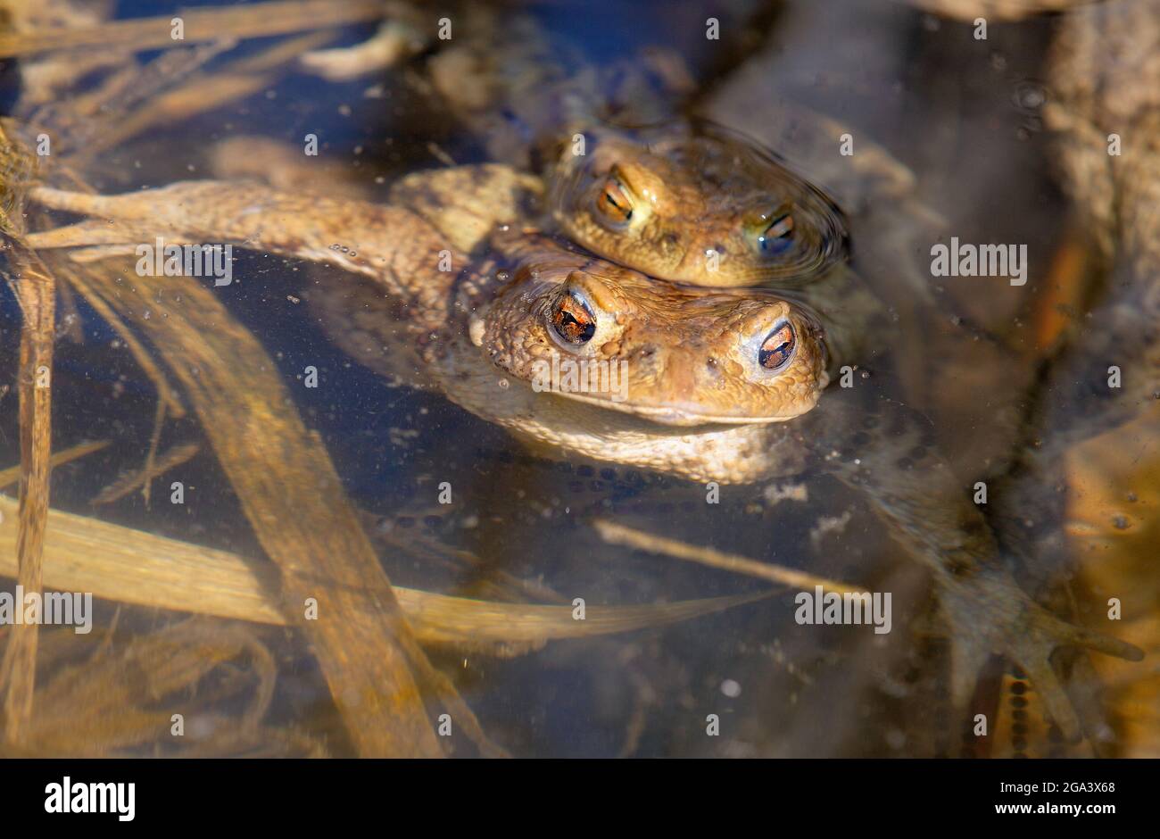 Common or European toad brown colored, Mating toads in the pond Stock ...