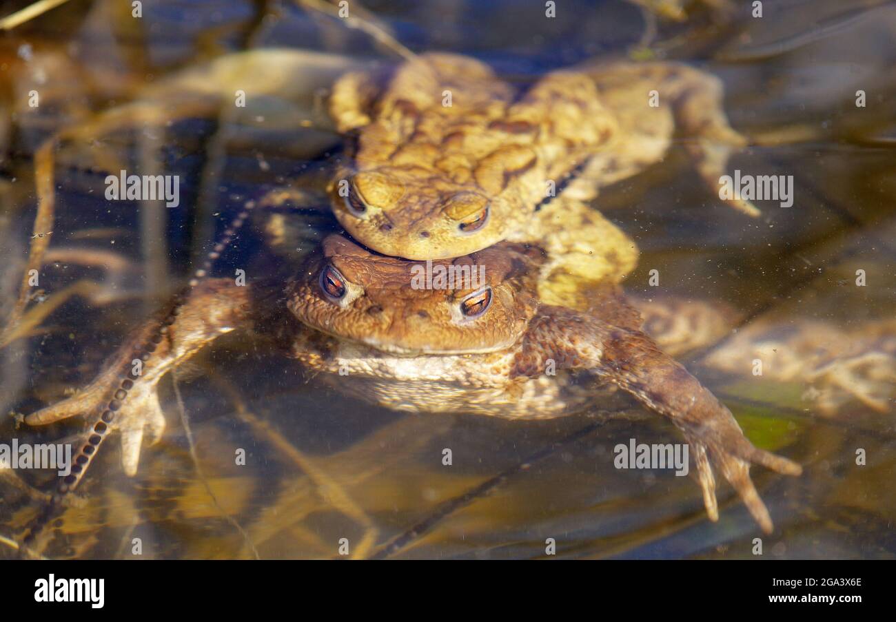 Common or European toad brown colored, Mating toads in the pond Stock ...