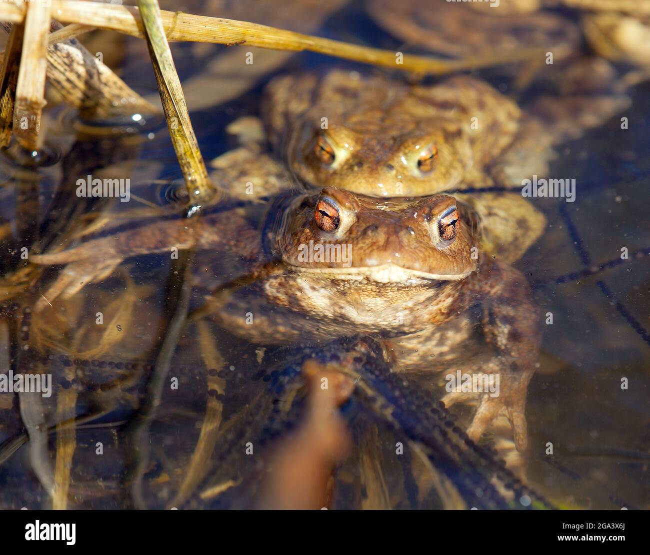 Common or European toad brown colored, Mating toads in the pond Stock ...