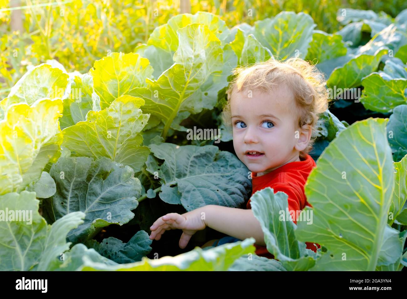 Little boy in cabbage in summer evening lights Stock Photo - Alamy