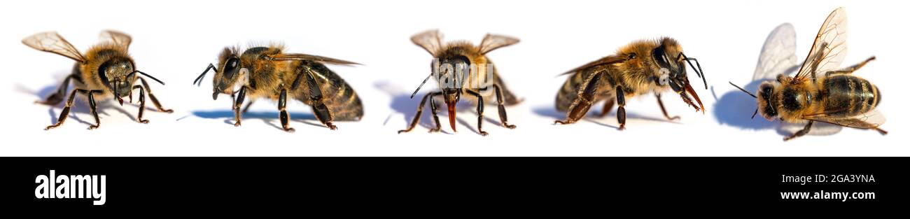 Set of five bees or honeybees in Latin Apis Mellifera, european or ...