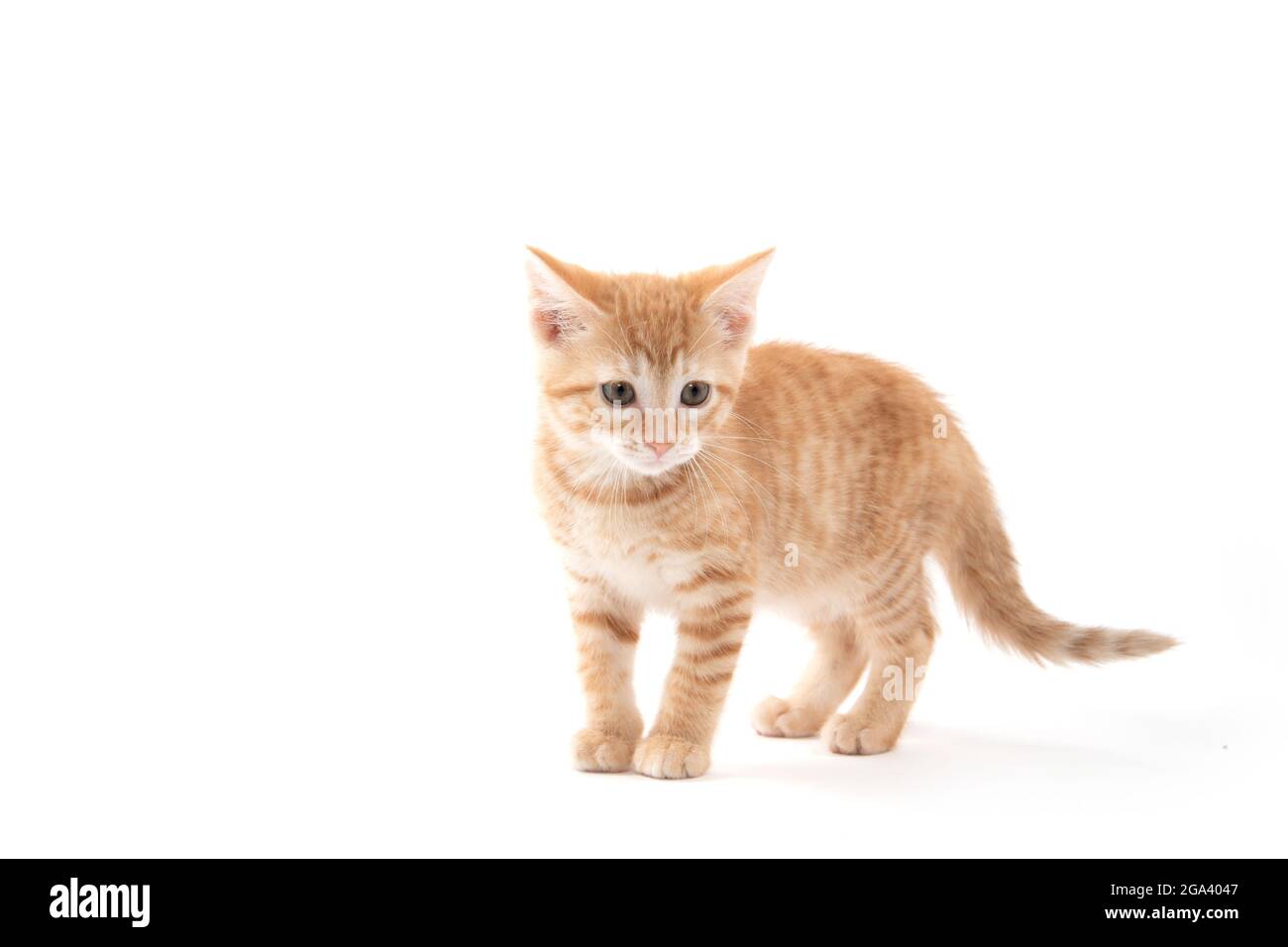 Cute baby yellow kitten isolated on white background Stock Photo - Alamy