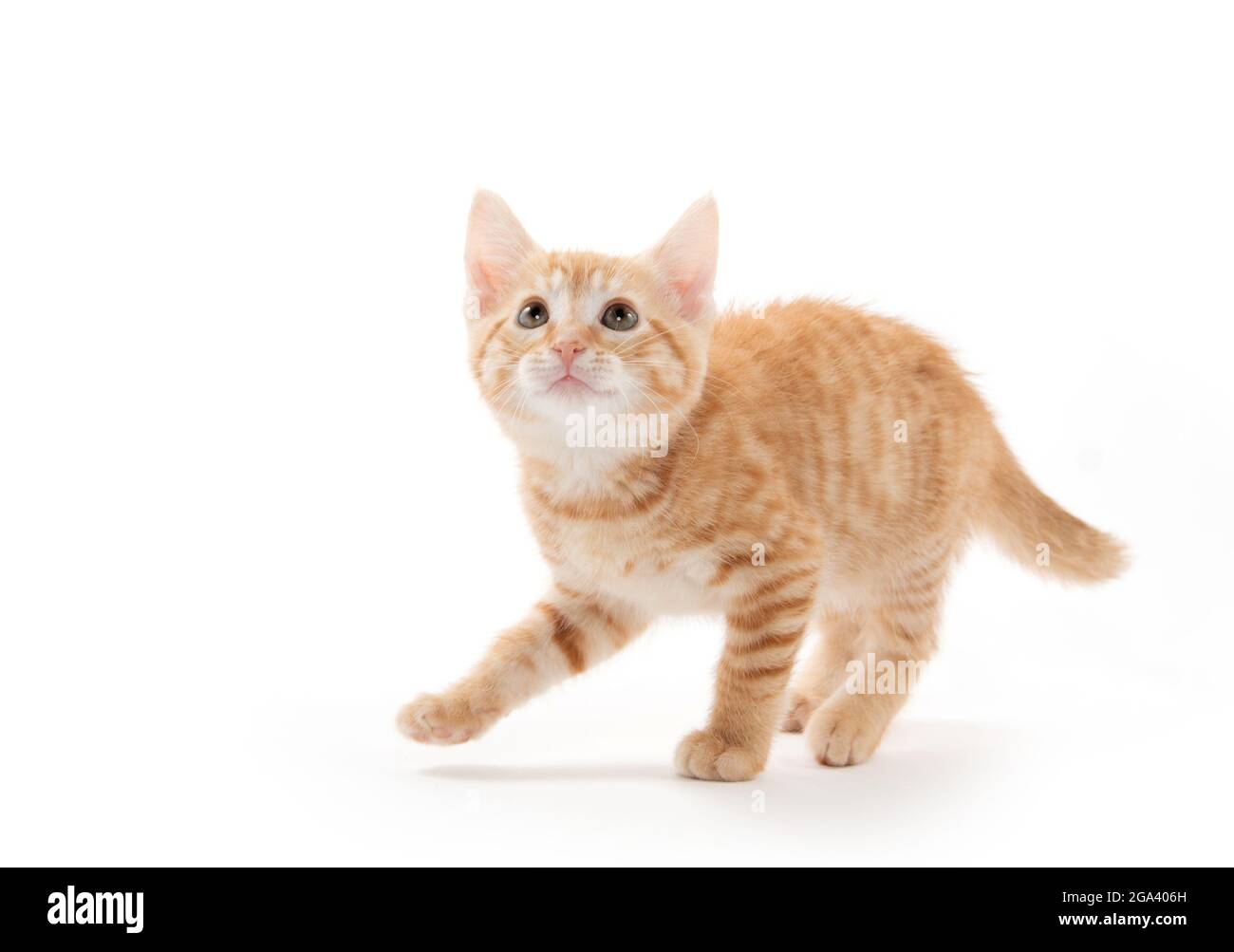 Cute baby yellow kitten isolated on white background Stock Photo - Alamy