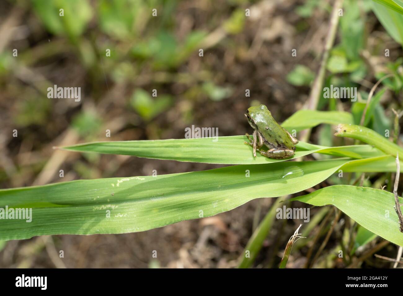 Young Japanese tree frog (Dryophytes japonicus), at rice field, Isehara ...