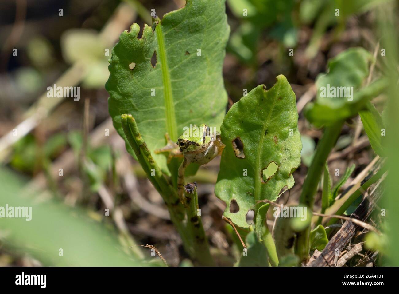 Young Japanese tree frog (Dryophytes japonicus), at rice field, Isehara ...