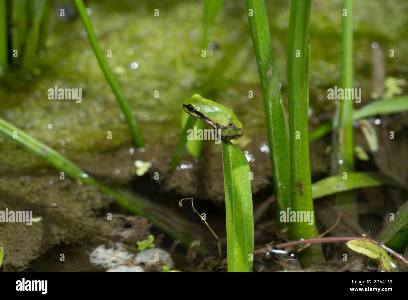 Young Japanese tree frog (Dryophytes japonicus), at rice field, Isehara ...