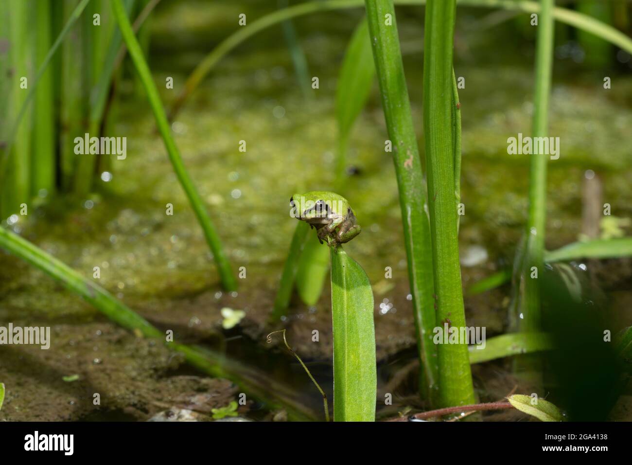 Young Japanese tree frog (Dryophytes japonicus), at rice field, Isehara ...