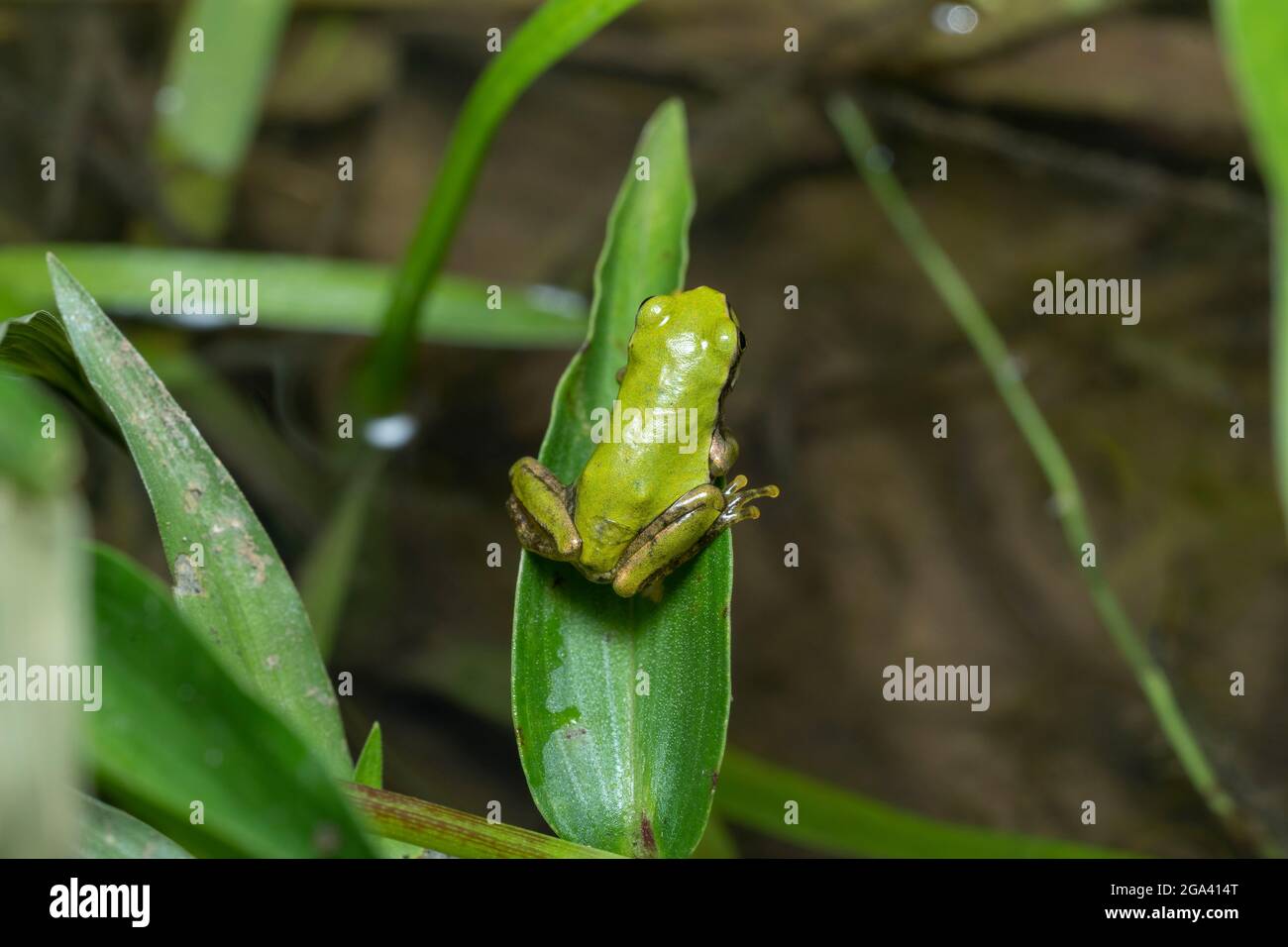 Young Japanese tree frog (Dryophytes japonicus), at rice field, Isehara ...