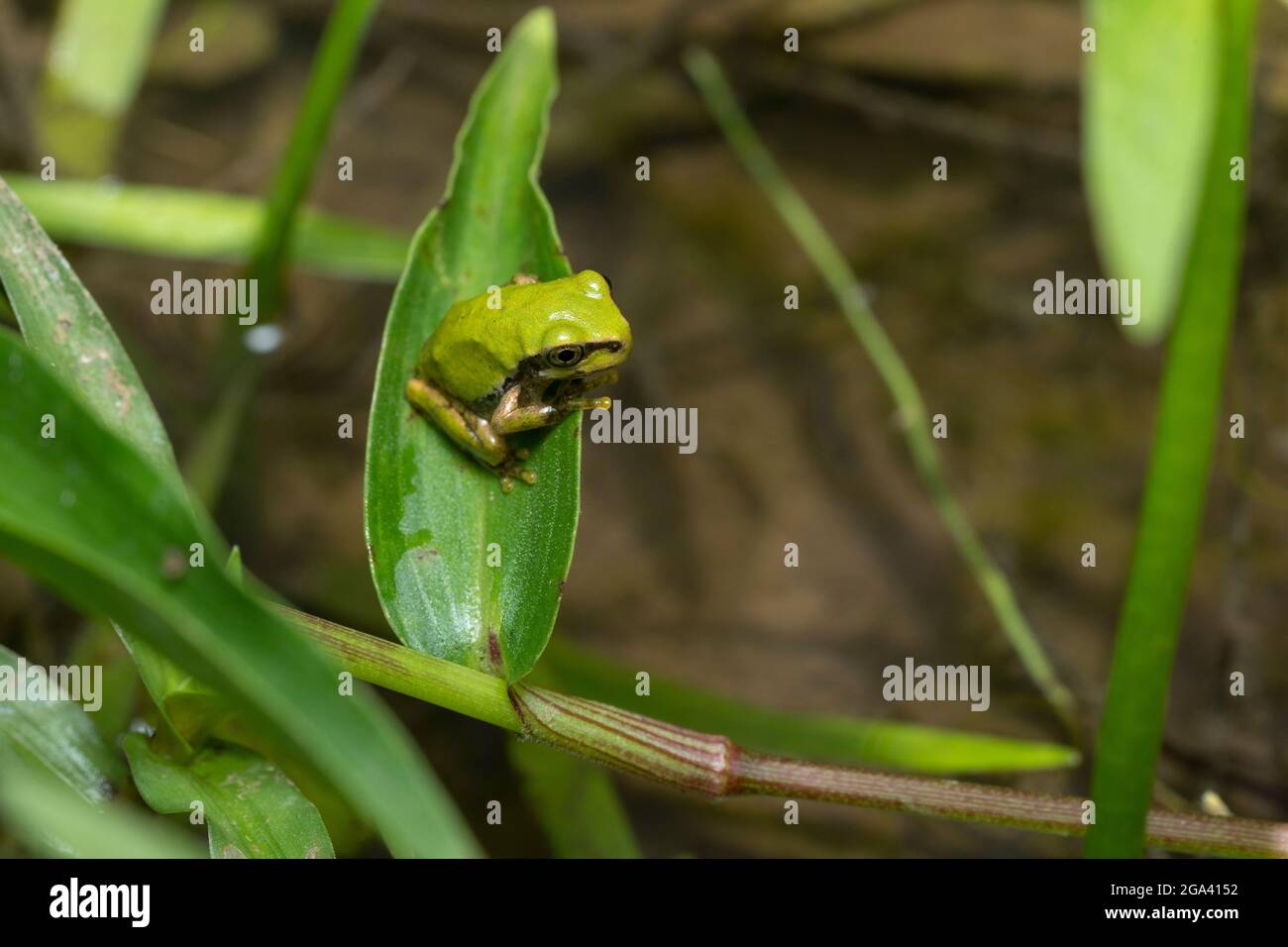 Young Japanese tree frog (Dryophytes japonicus), at rice field, Isehara ...