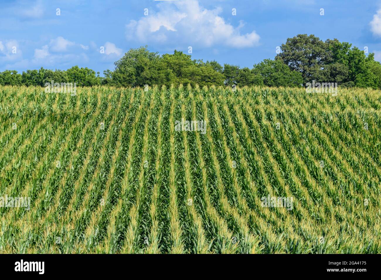 Rooms field hi-res stock photography and images - Alamy