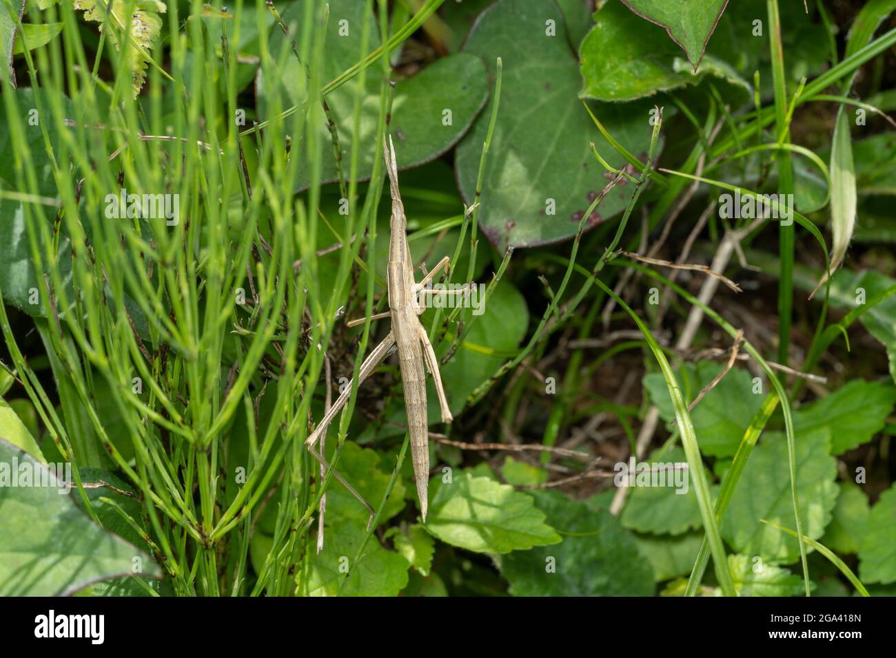 Young oriental longheaded grasshopper (Acrida cinerea), Isehara City ...