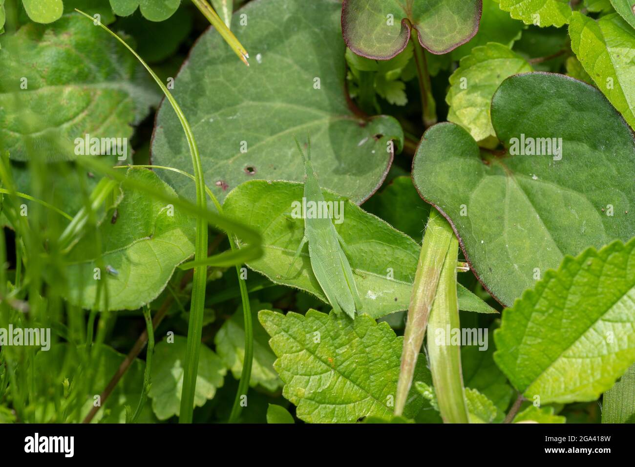 Atractomorpha lata, Isehara City, Kanagawa Prefecture, Japan Stock ...