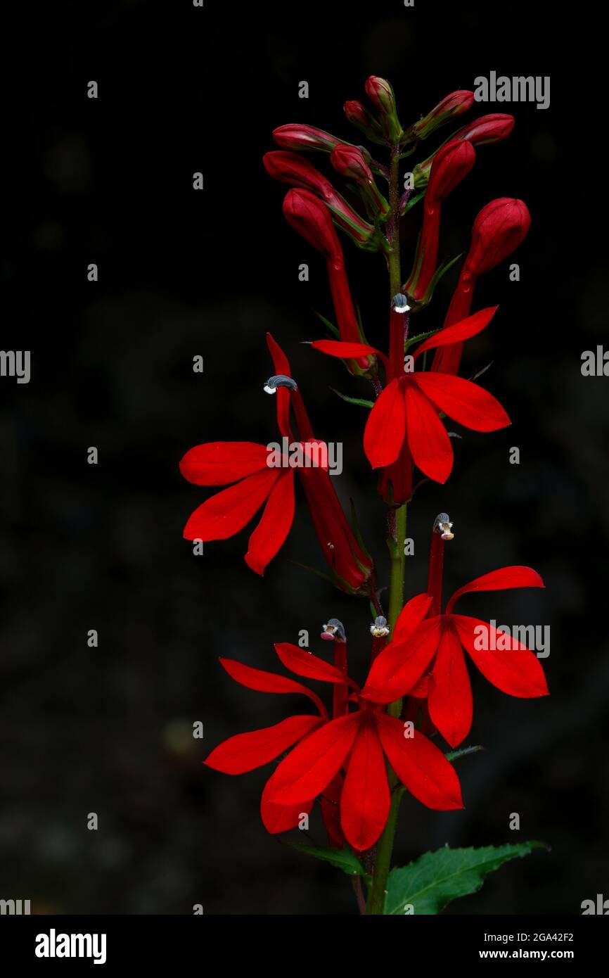 Maine flower hi-res stock photography and images - Alamy