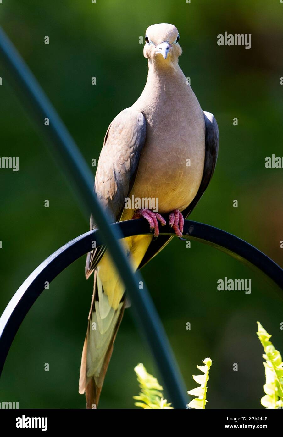 Mourning Dove poses on the garden perch Stock Photo - Alamy