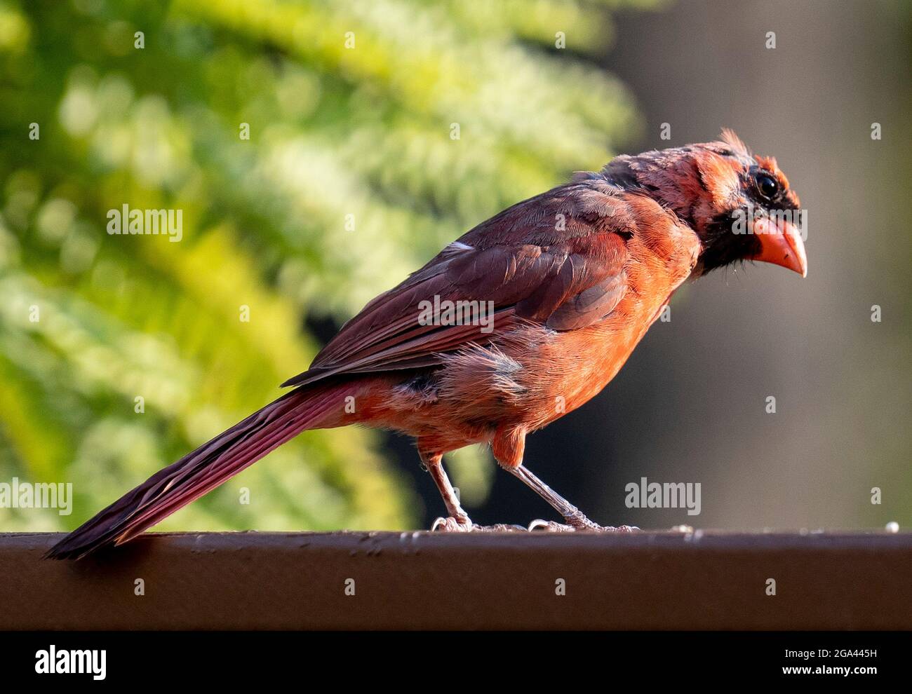 A molting Northern Cardinal on the backyard fence Stock Photo - Alamy