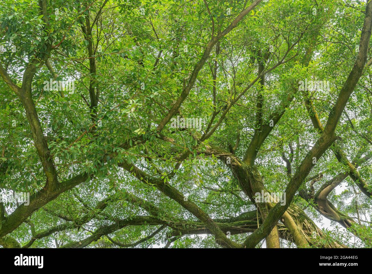 Amazing Banyan Tree branches. City park. Yangshuo. China Stock Photo ...
