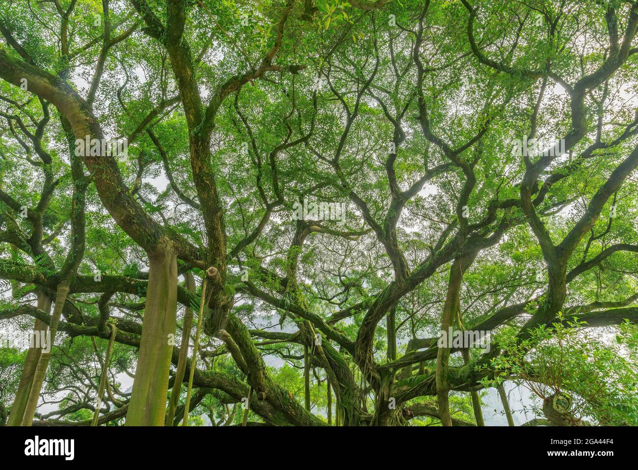 Amazing Banyan Tree branches. City park. Yangshuo. China Stock Photo ...