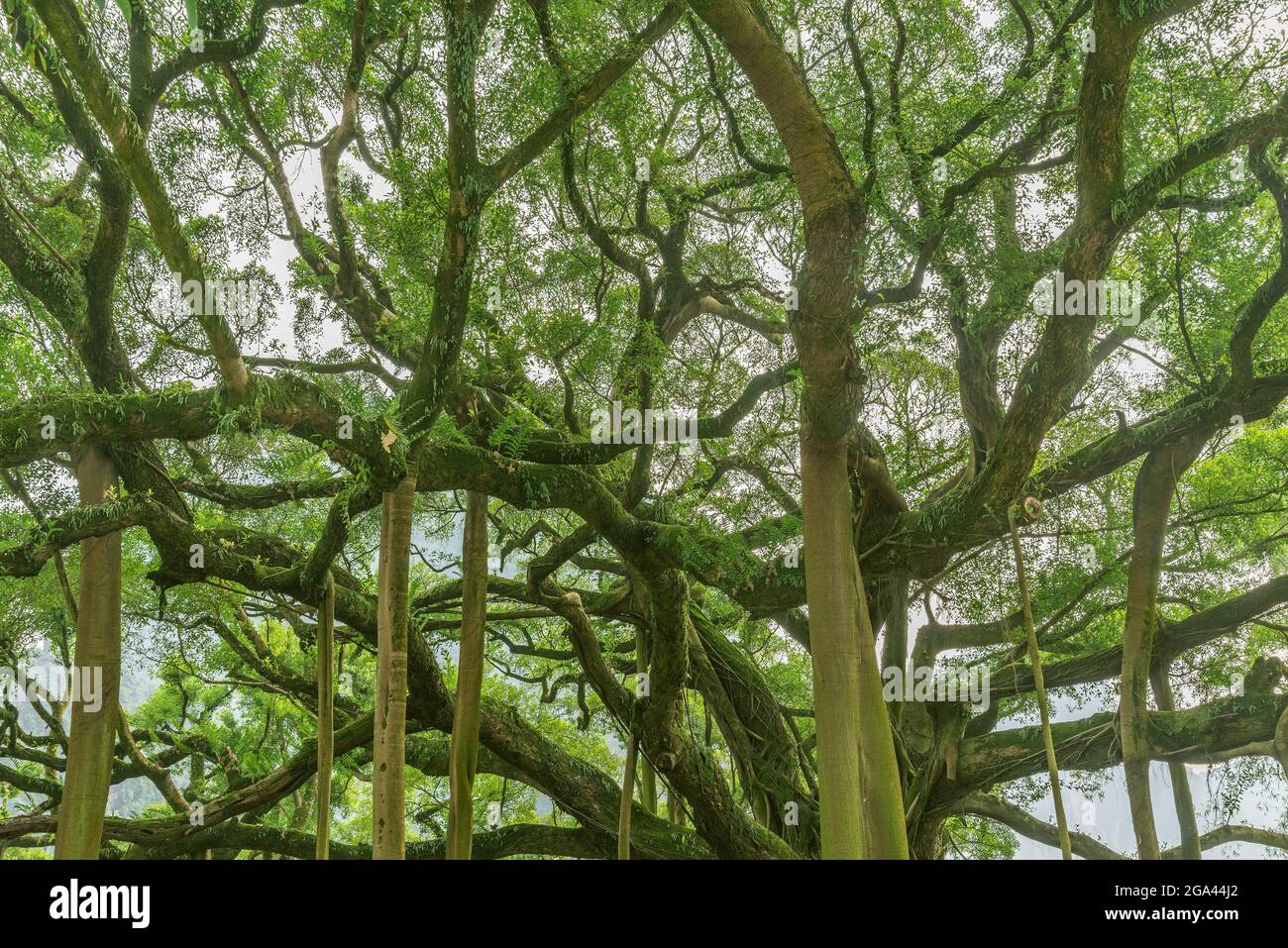 Amazing Banyan Tree branches. City park. Yangshuo. China Stock Photo ...