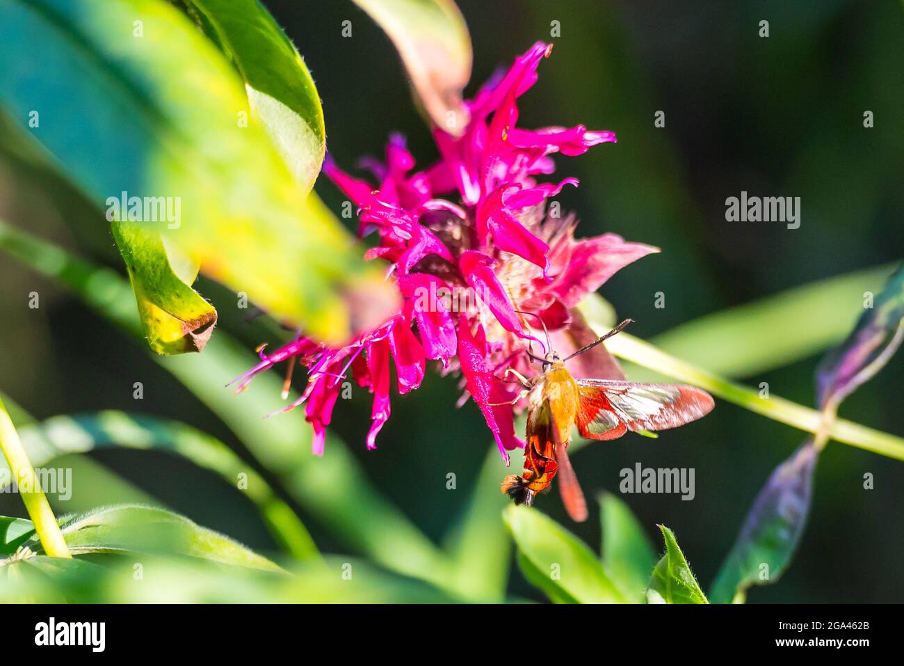 Hummingbird hawk-moth foraging for nectar in Bee Balm flowers Stock ...