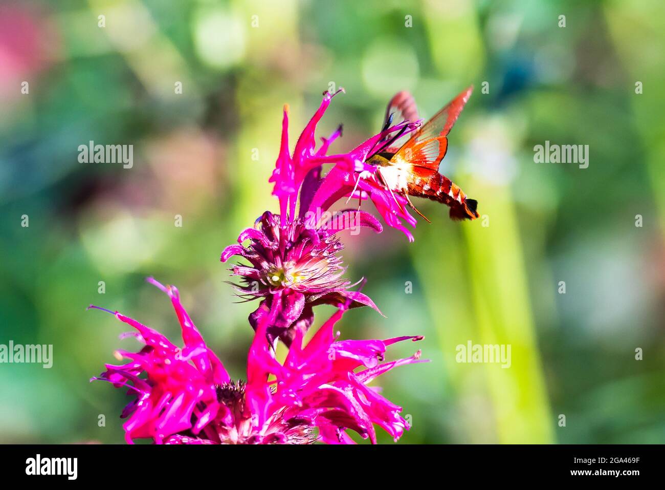 Hummingbird hawk-moth foraging for nectar in Bee Balm flowers Stock ...