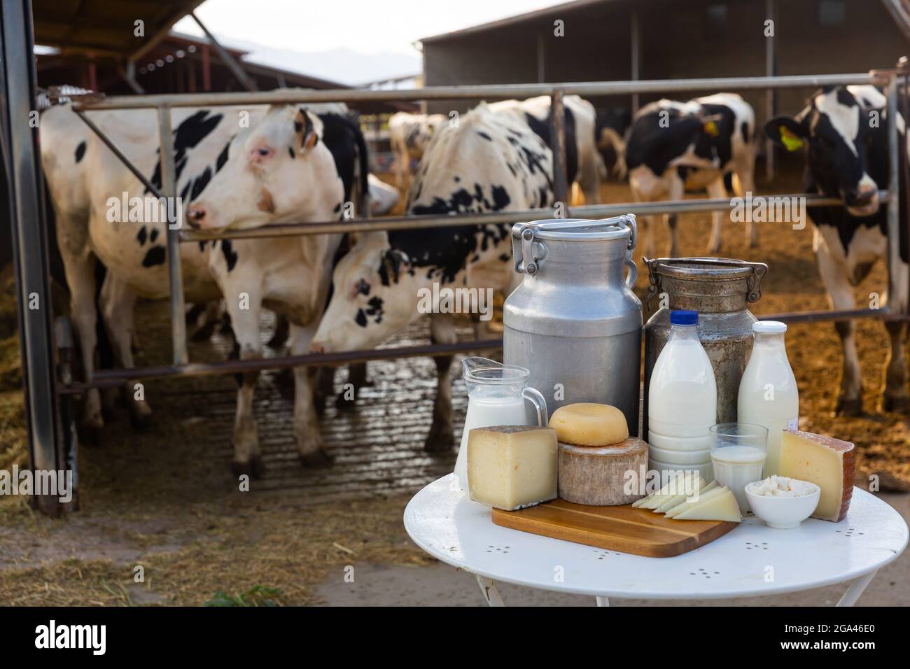 Image of dairy products on the farm Stock Photo - Alamy