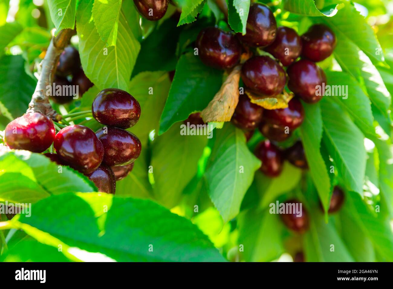 Sweet cherry hanging on tree in orchard Stock Photo - Alamy