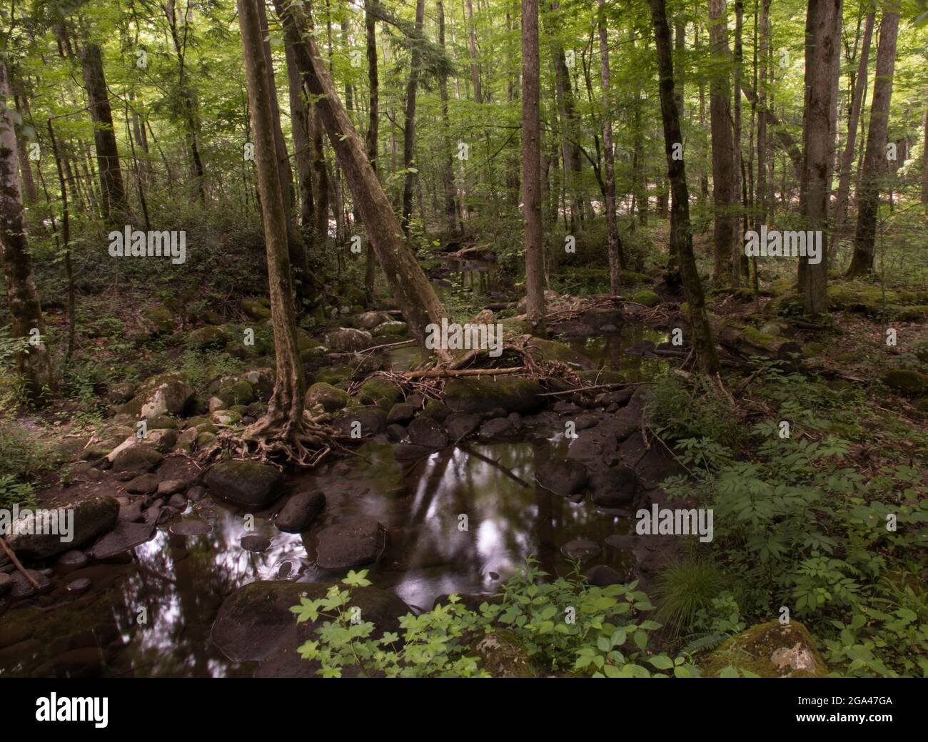 Life stream hi-res stock photography and images - Alamy