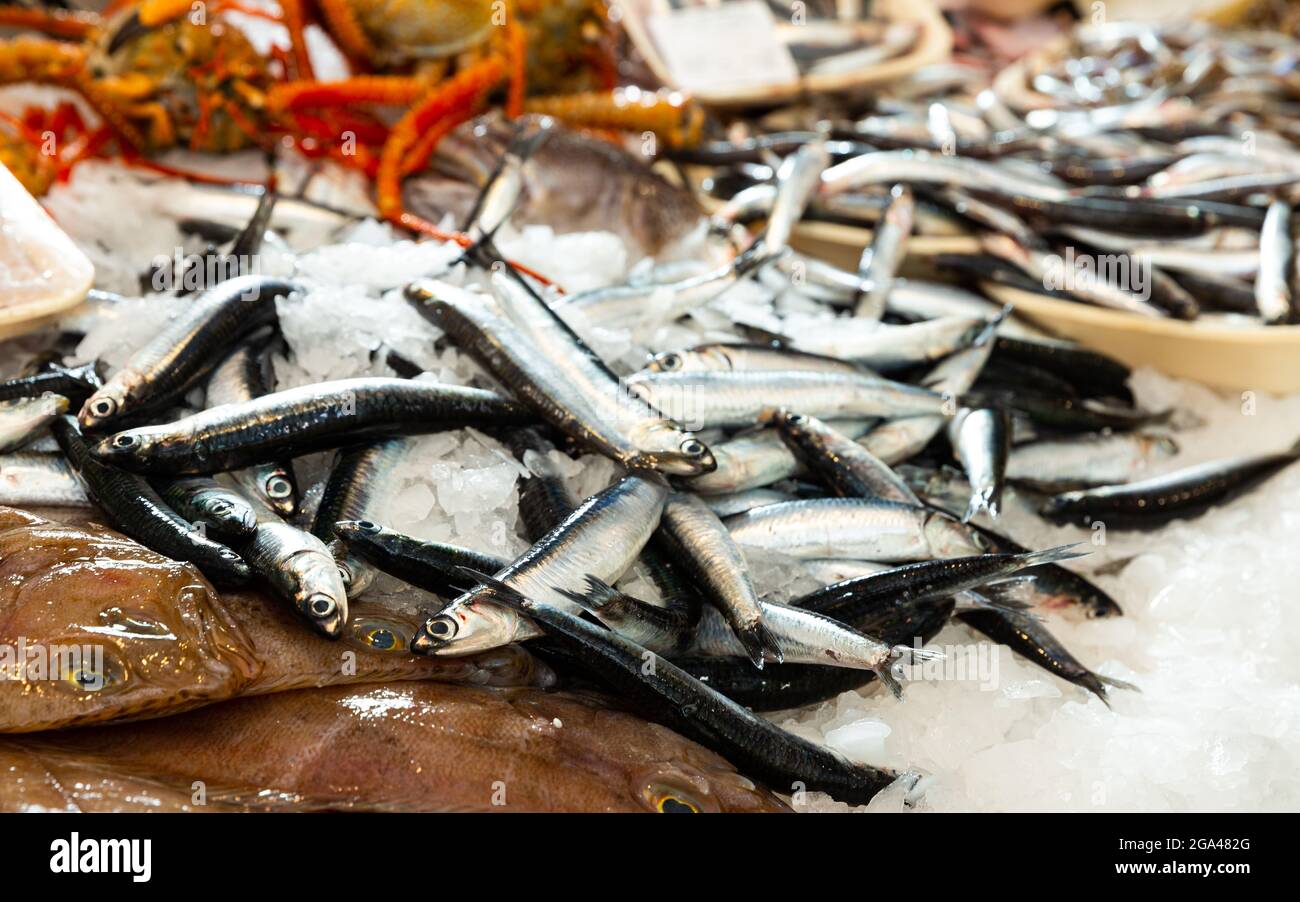 Pile of fresh anchovies fishes laying on the ice on the market Stock ...
