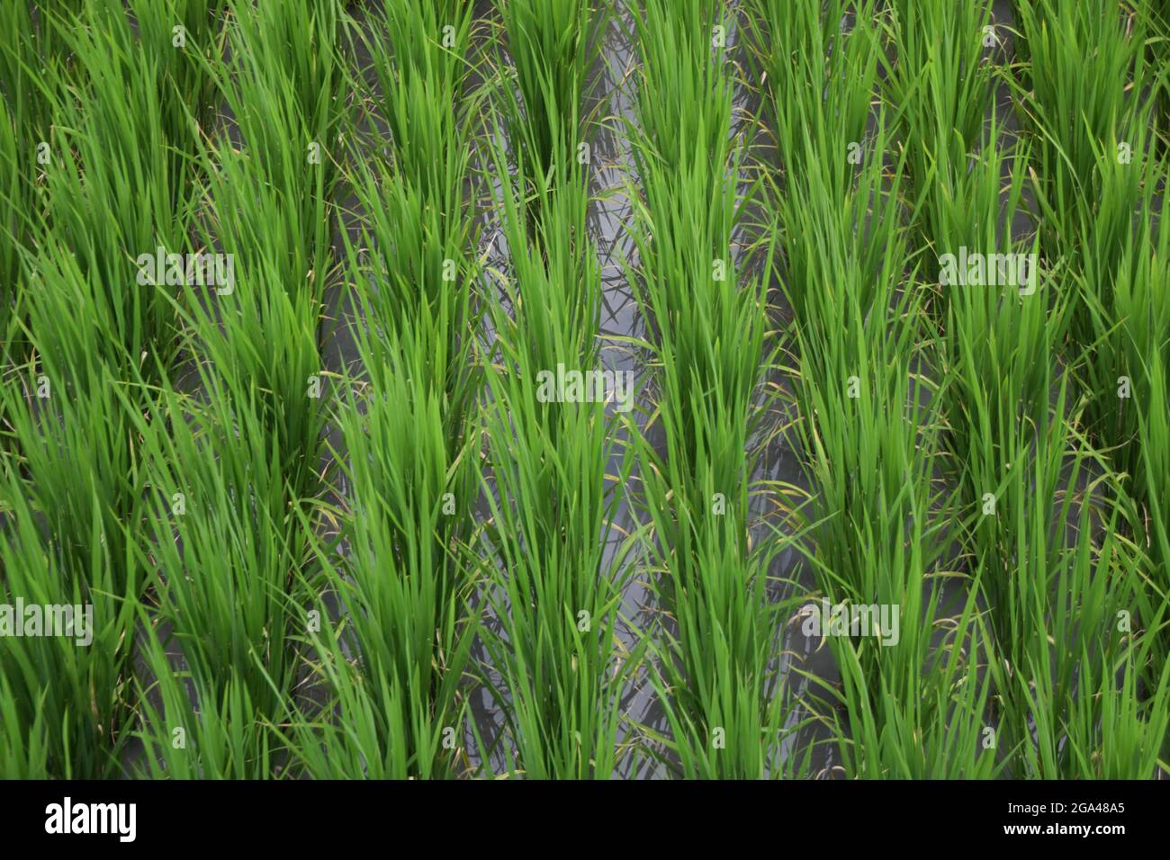 Rice fields in Taiwan Stock Photo - Alamy