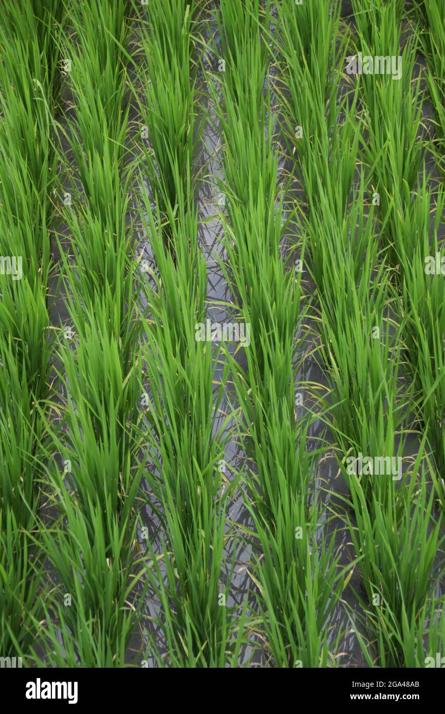 Rice fields in Taiwan Stock Photo - Alamy