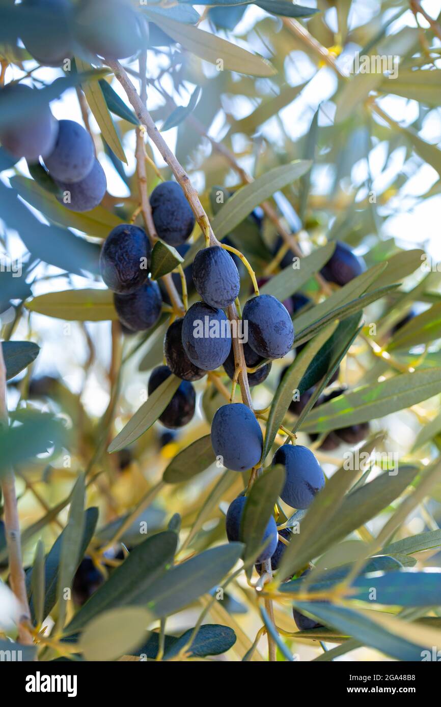 Olive tree branches on sky background Stock Photo - Alamy