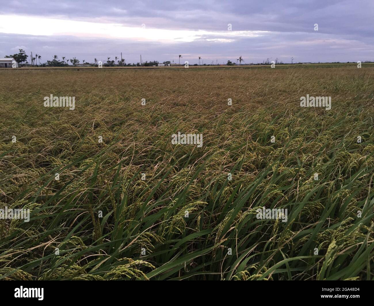 Rice fields in Taiwan Stock Photo - Alamy
