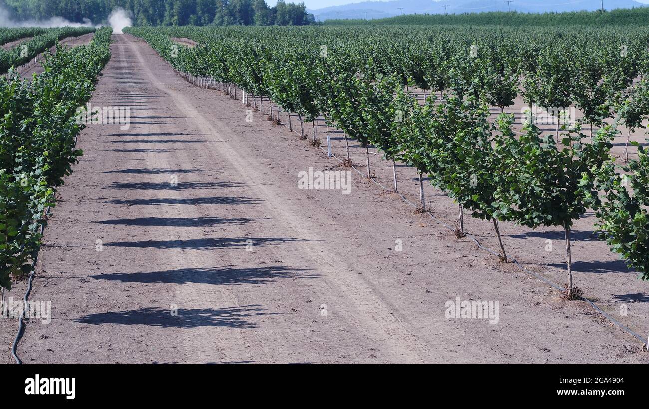 Hazelnut orchards growin in the US Stock Photo - Alamy