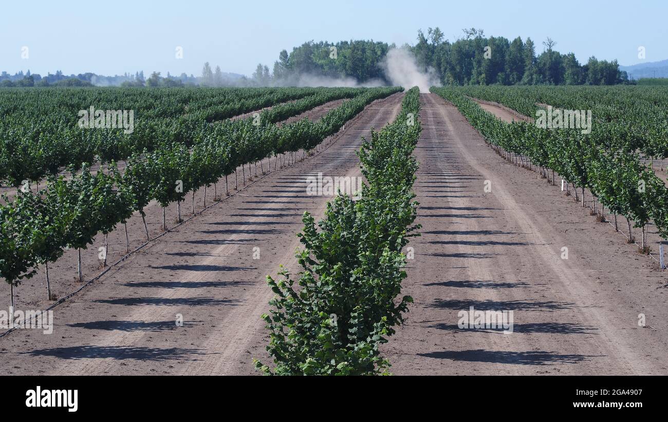 Hazelnut orchards growin in the US Stock Photo - Alamy