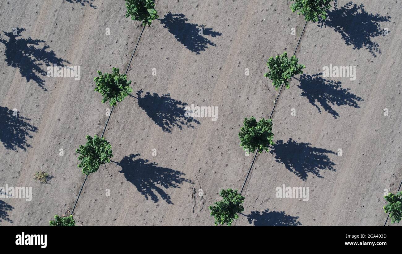 Hazelnut orchards growin in the US Stock Photo - Alamy