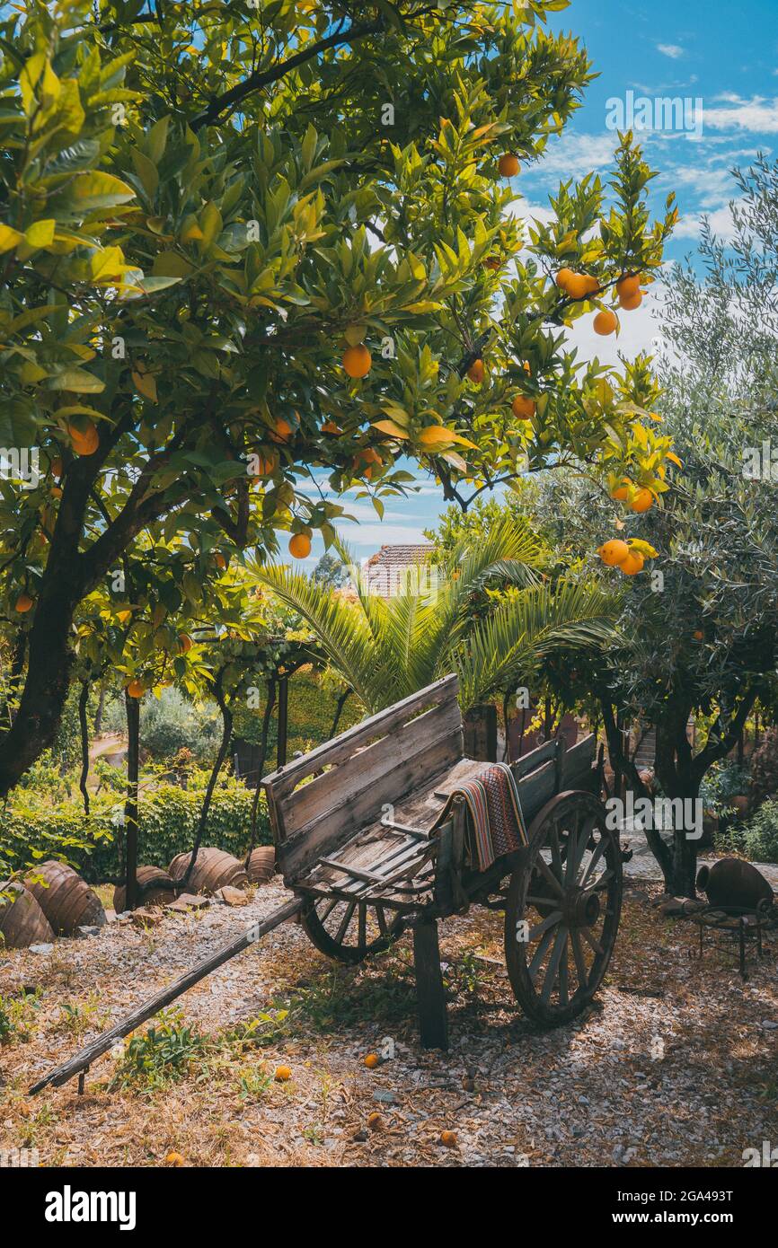 Old Wooden Cart under orange tree Stock Photo - Alamy