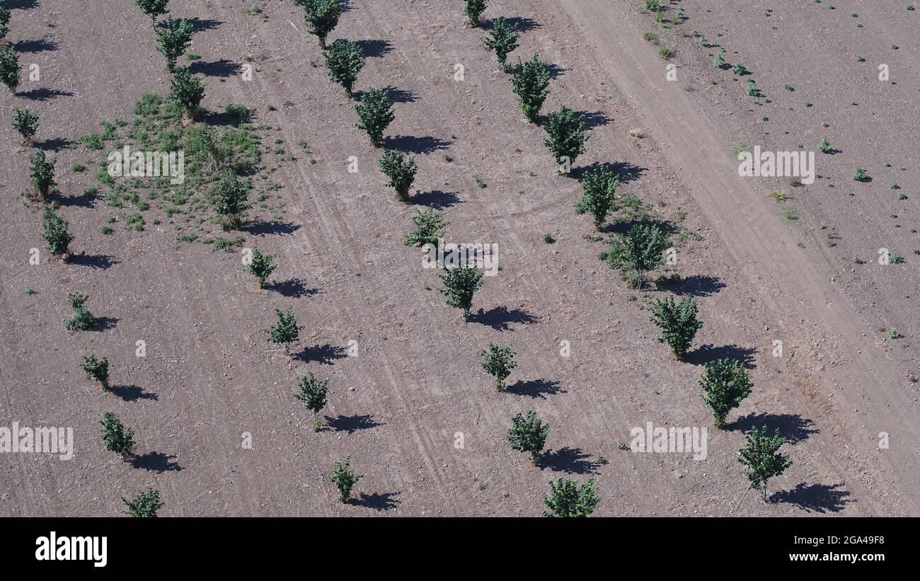 Hazelnut orchards growin in the US Stock Photo - Alamy