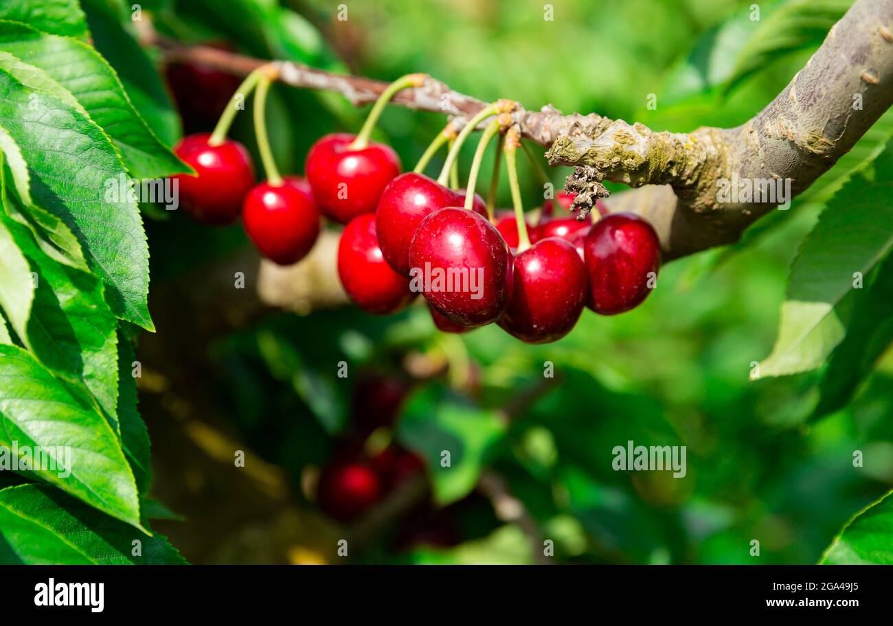 Red cherries growing on cherry tree Stock Photo - Alamy