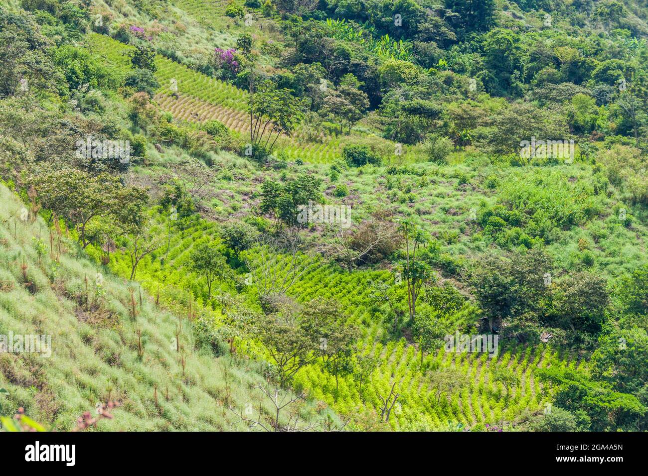 Kaingin System Clipart Of Children