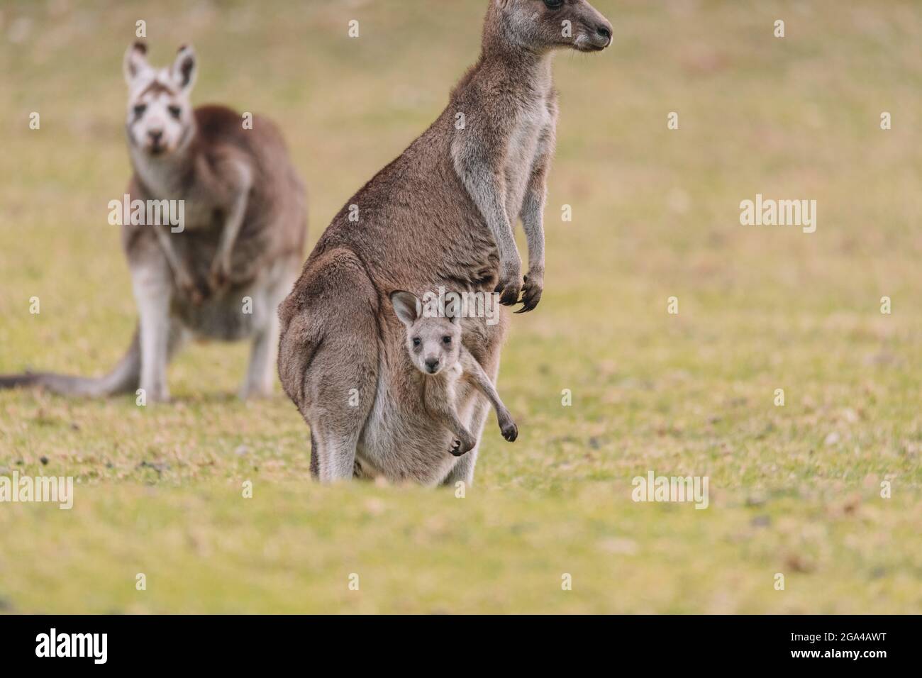 Mother Kangaroo with her Joey Stock Photo - Alamy