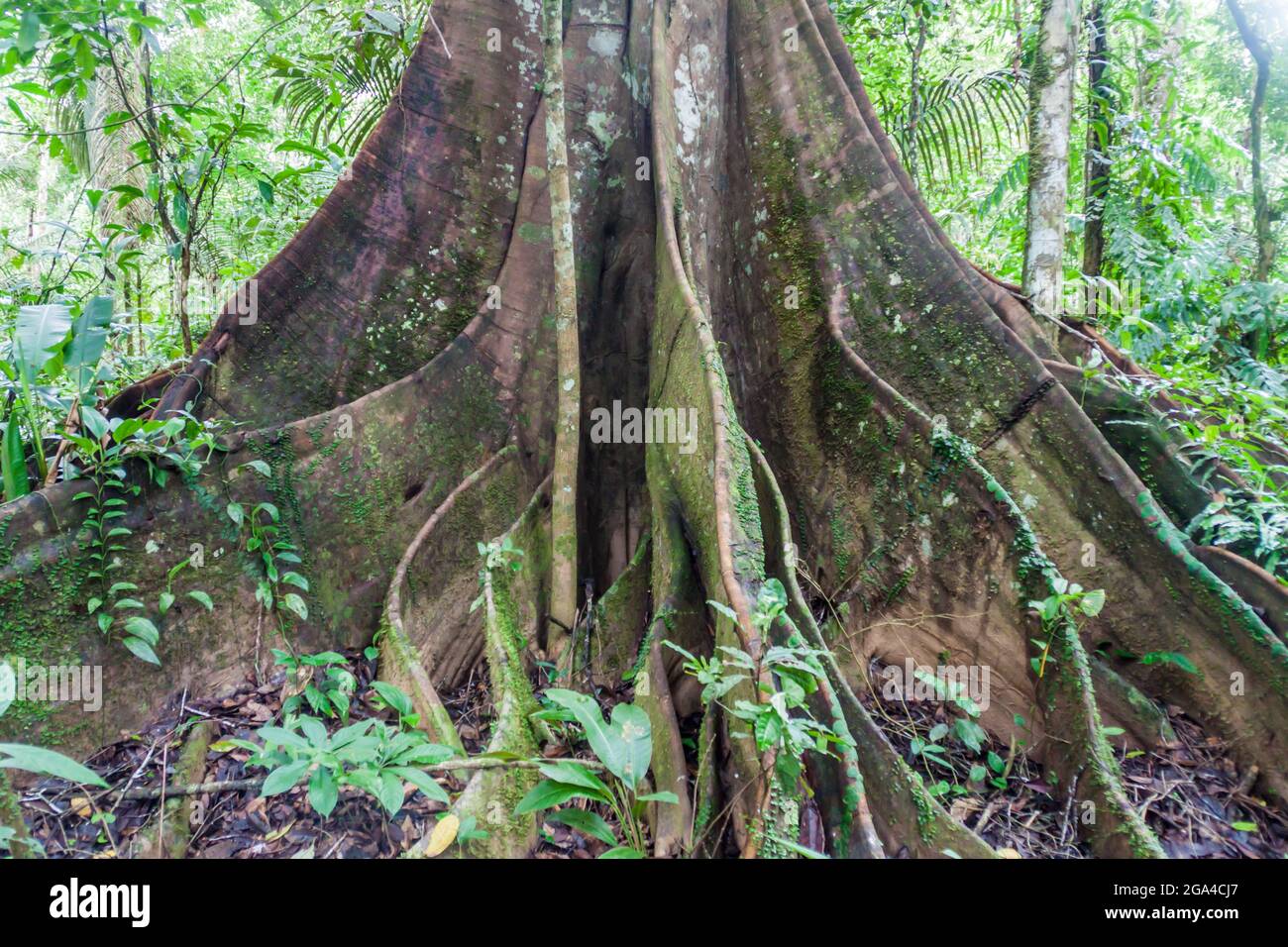 Giant tree in National park Madidi, Bolivia Stock Photo - Alamy