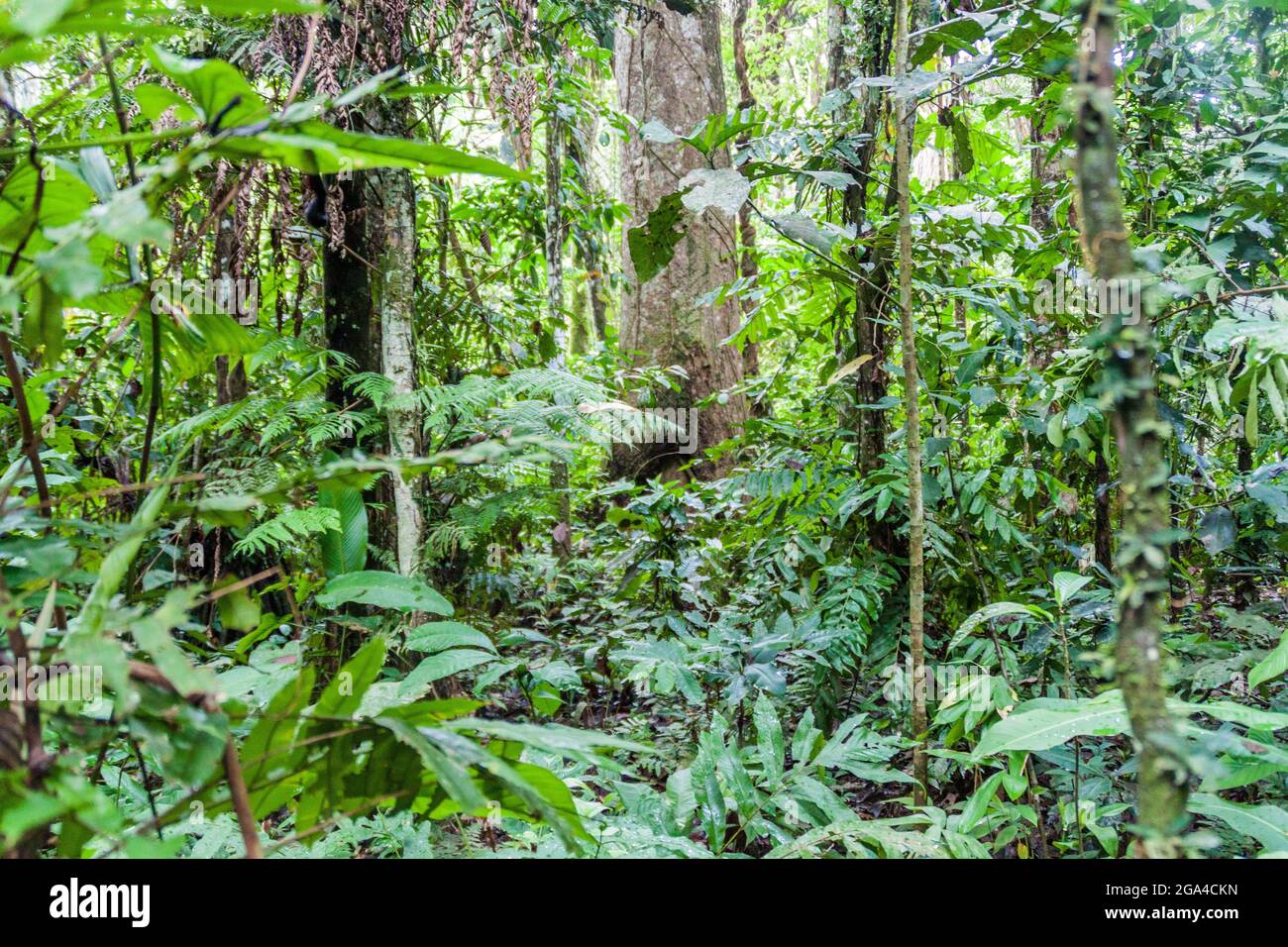 Jungle canopy bolivia hi-res stock photography and images - Alamy