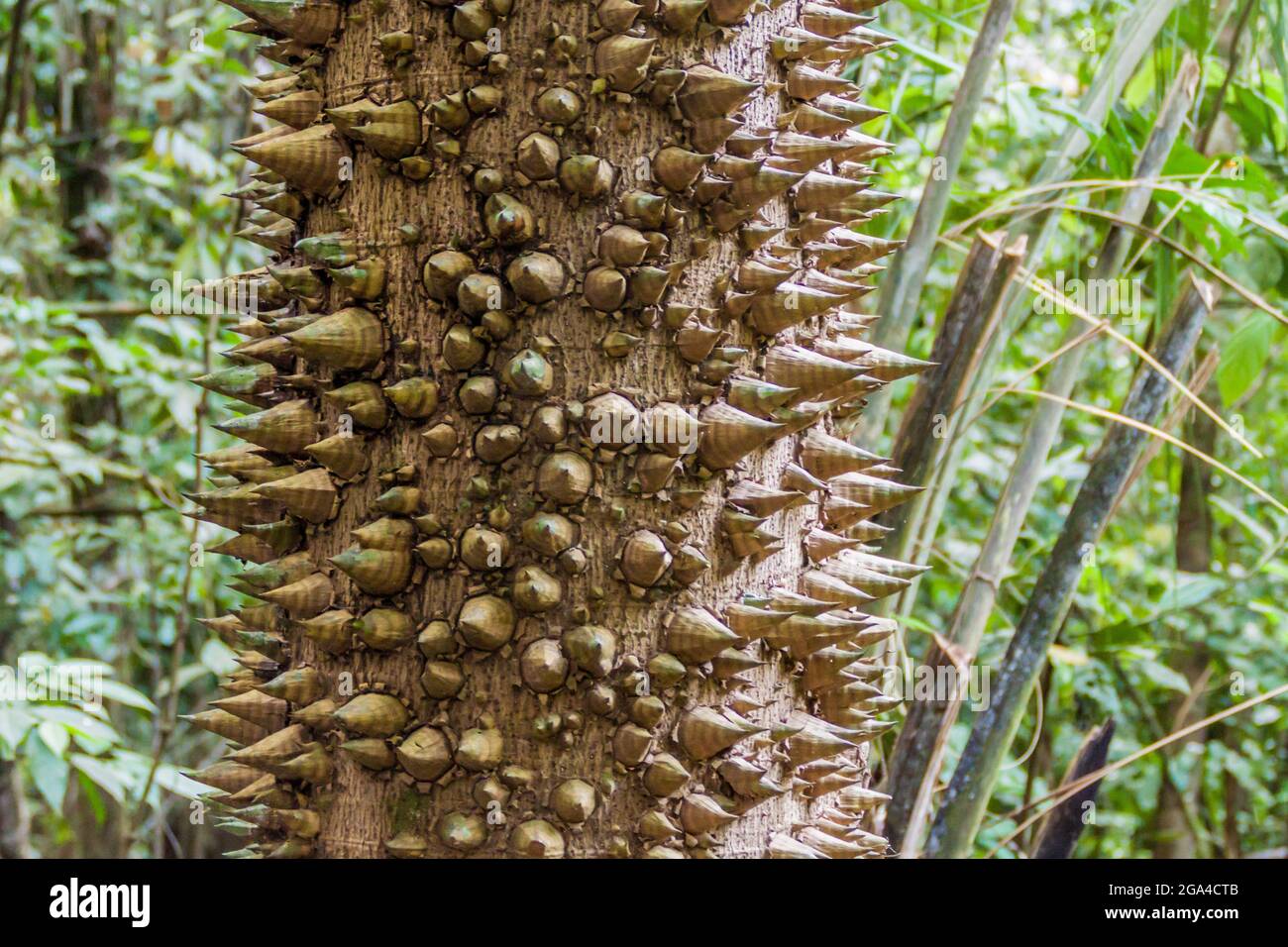 Tree trunk with spines functioning as a defense in Manu National Park ...