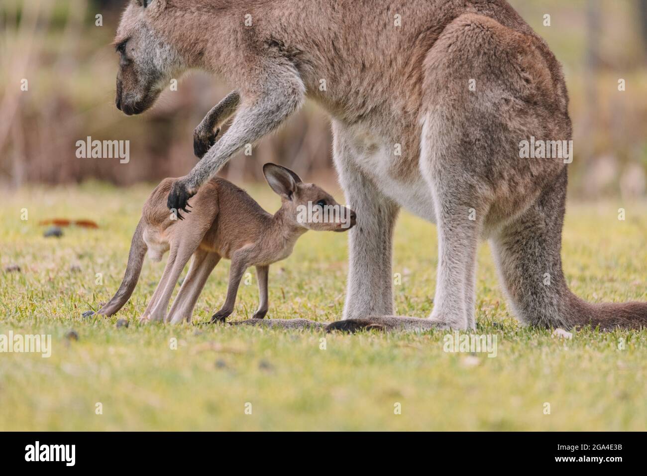 Mother Kangaroo with her Joey Stock Photo - Alamy