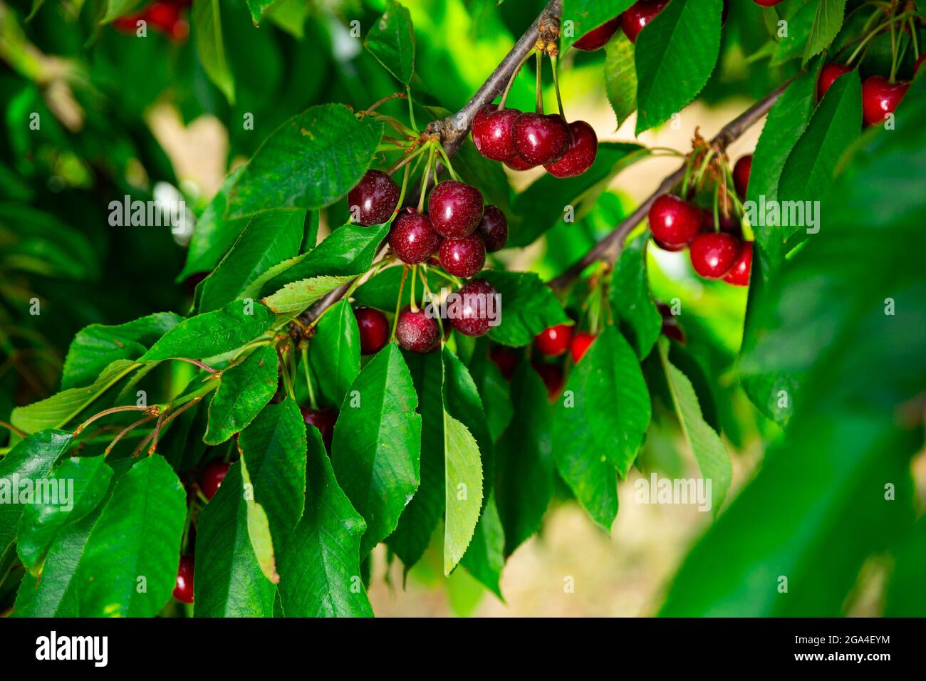 Image of a cherry cluster on a branch Stock Photo - Alamy