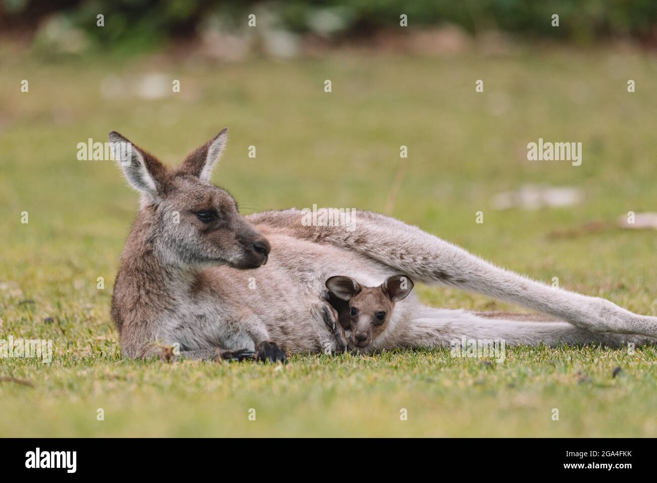 Mother Kangaroo with her Joey Stock Photo - Alamy