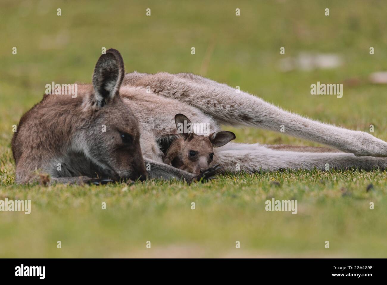 Mother Kangaroo with her Joey Stock Photo - Alamy