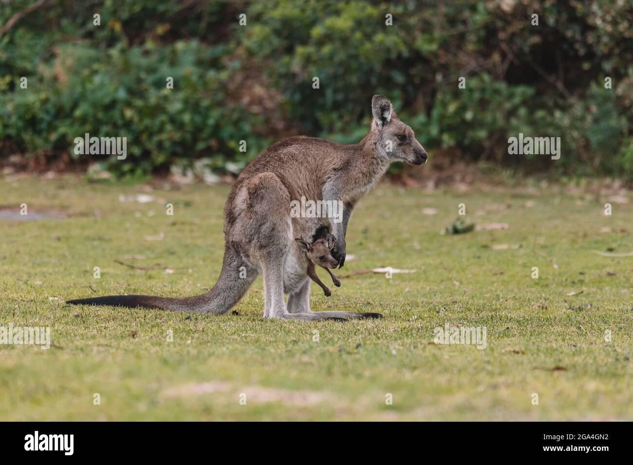 Mother Kangaroo with her Joey Stock Photo - Alamy