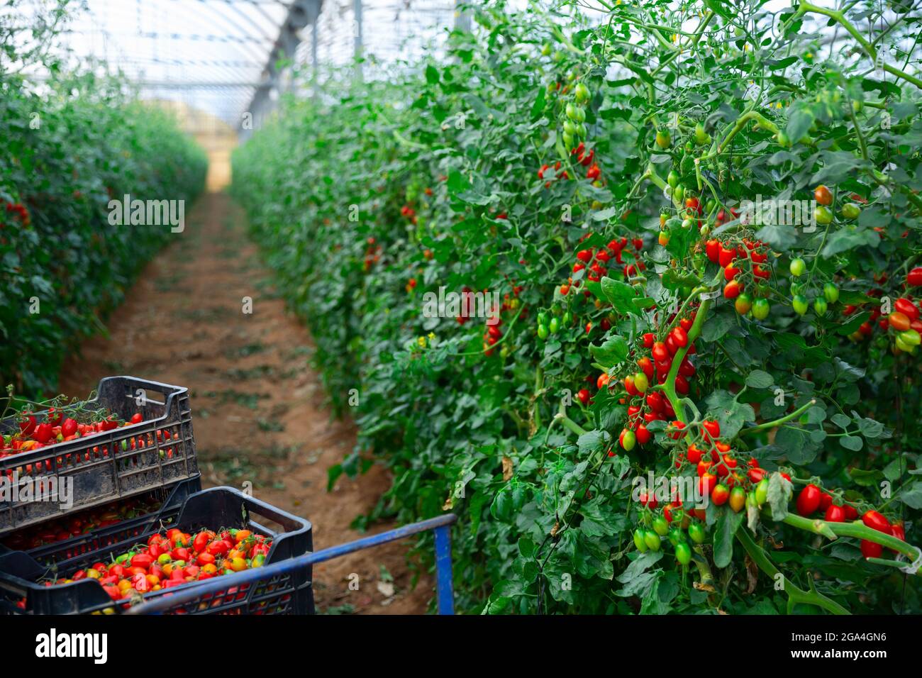 Crop of tomatoes in crates in glasshouse Stock Photo - Alamy