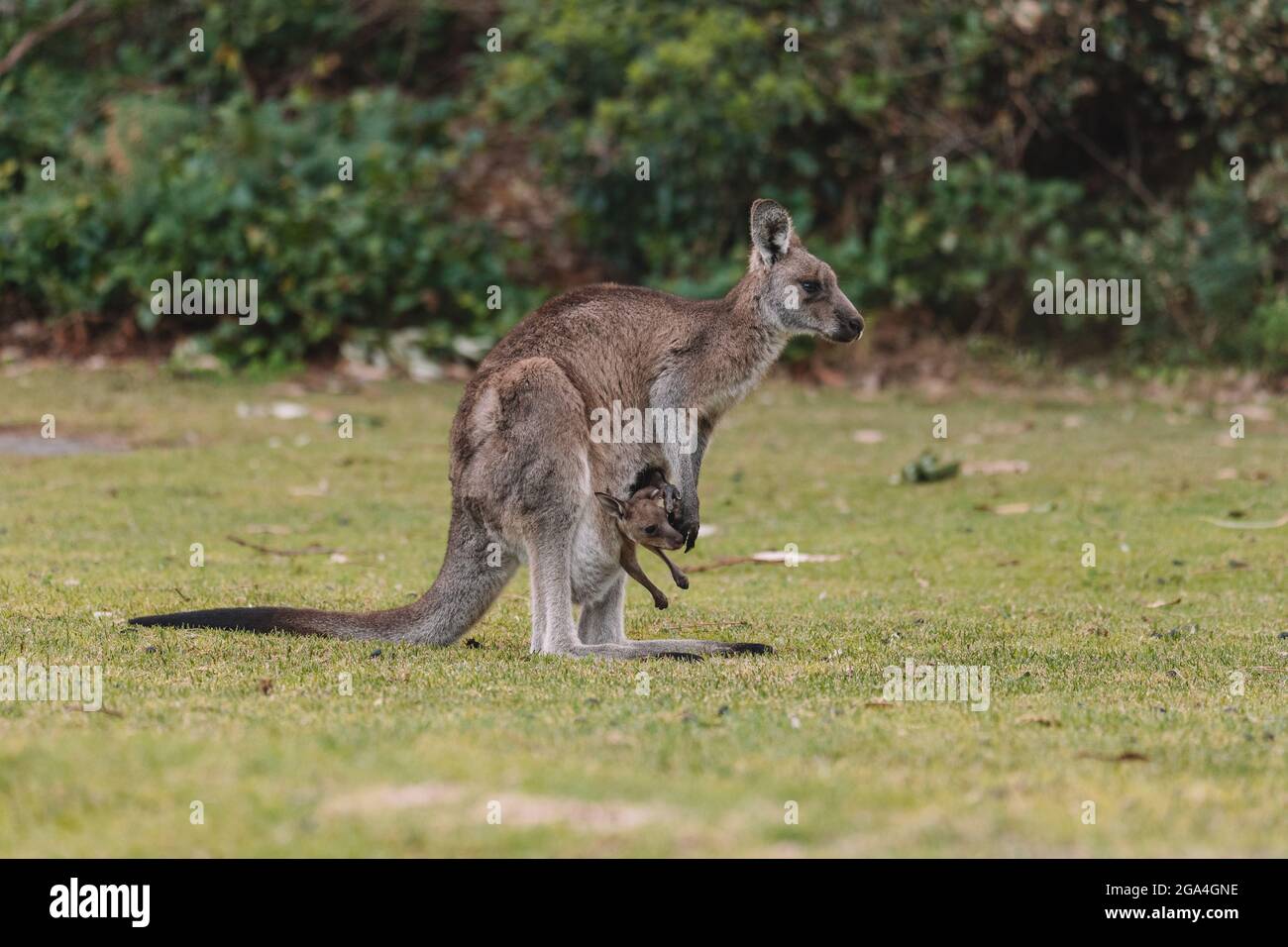 Mother Kangaroo with her Joey Stock Photo - Alamy